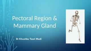 Pectoral region and Mammary glands lecture | PPTX