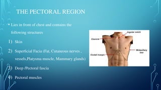 Pectoral region and Mammary glands lecture | PPTX