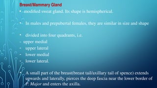 Pectoral region and Mammary glands lecture | PPTX