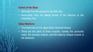 Pectoral region and Mammary glands lecture | PPTX