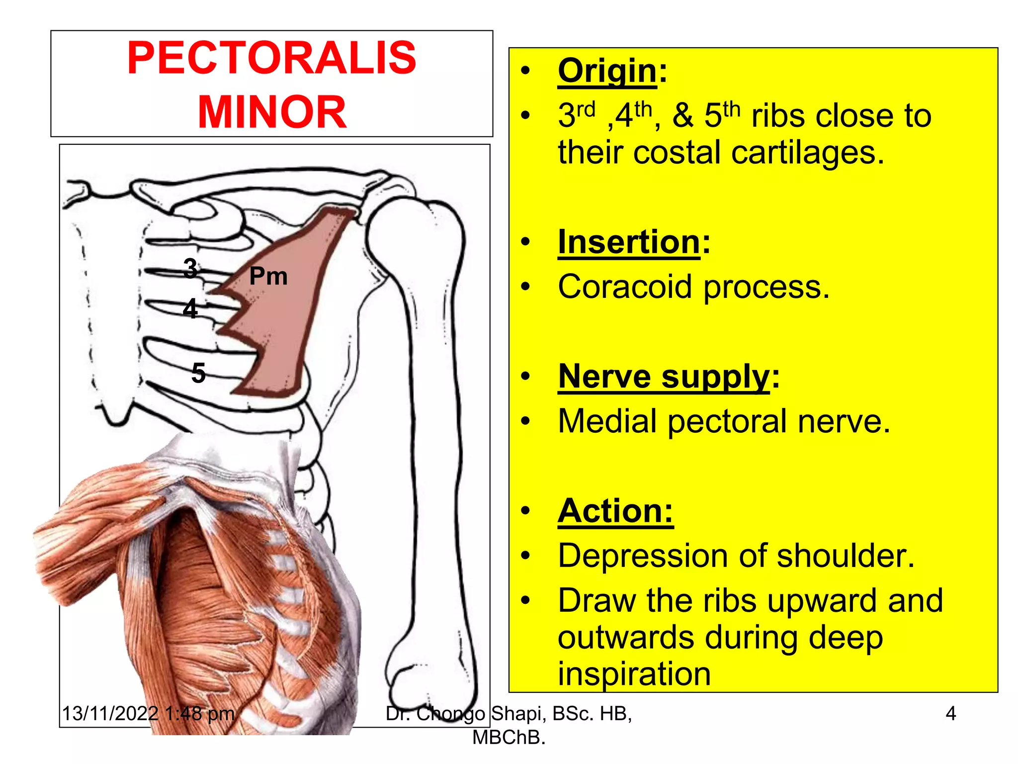 Pectoral region & Breast Anatomy by Shapi. MD.pdf