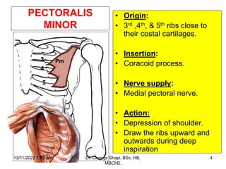 Pectoral region & Breast Anatomy by Shapi. MD.pdf
