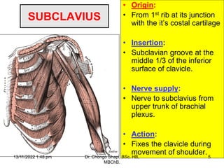 Pectoral region & Breast Anatomy by Shapi. MD.pdf