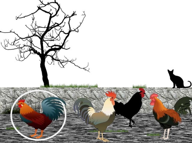 My Brother's Peculiar chicken | PPTX | Birdwatching | Hobbies & Interests