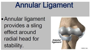 Head Of Radius Annular Ligament