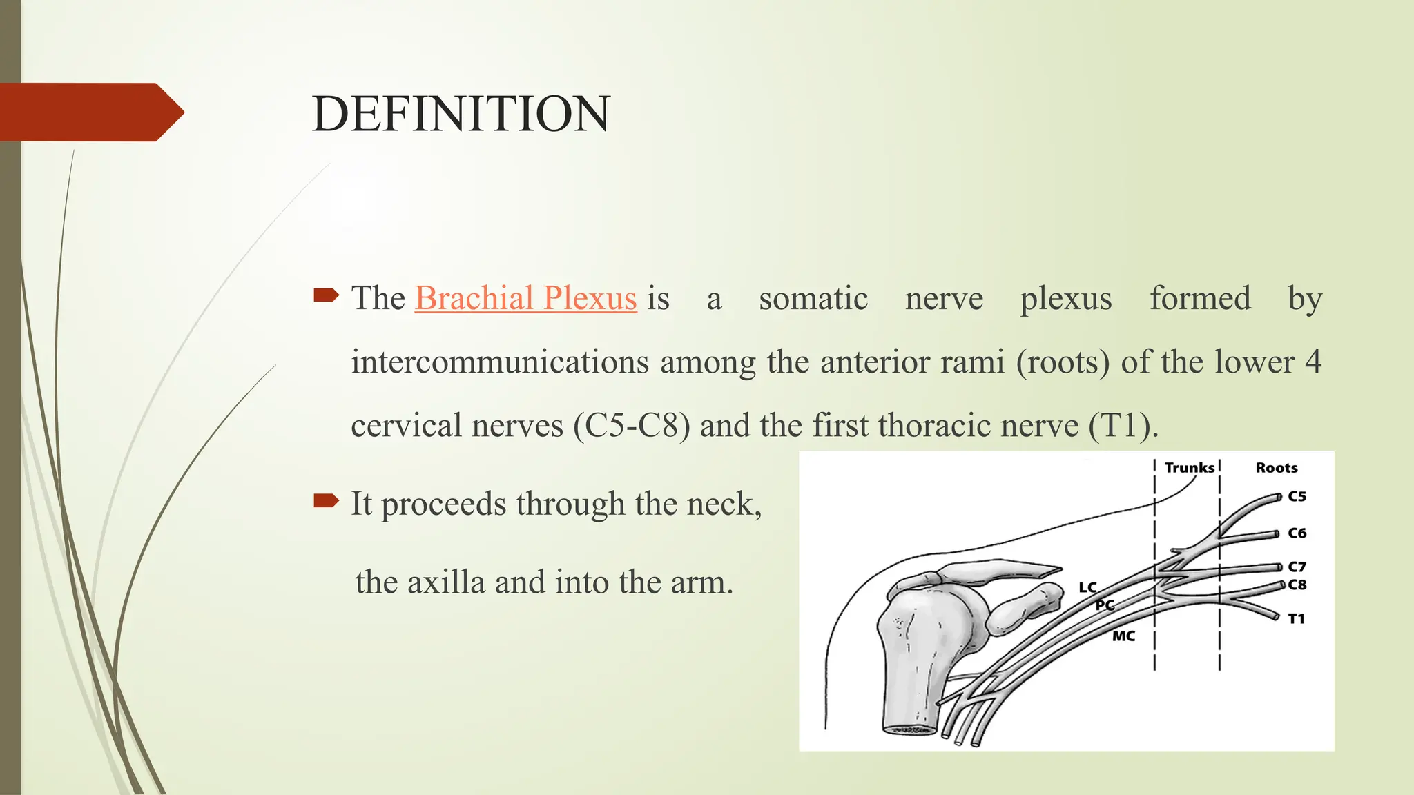 Anatomy of brachial plexus (basic anatomy) | PPTX
