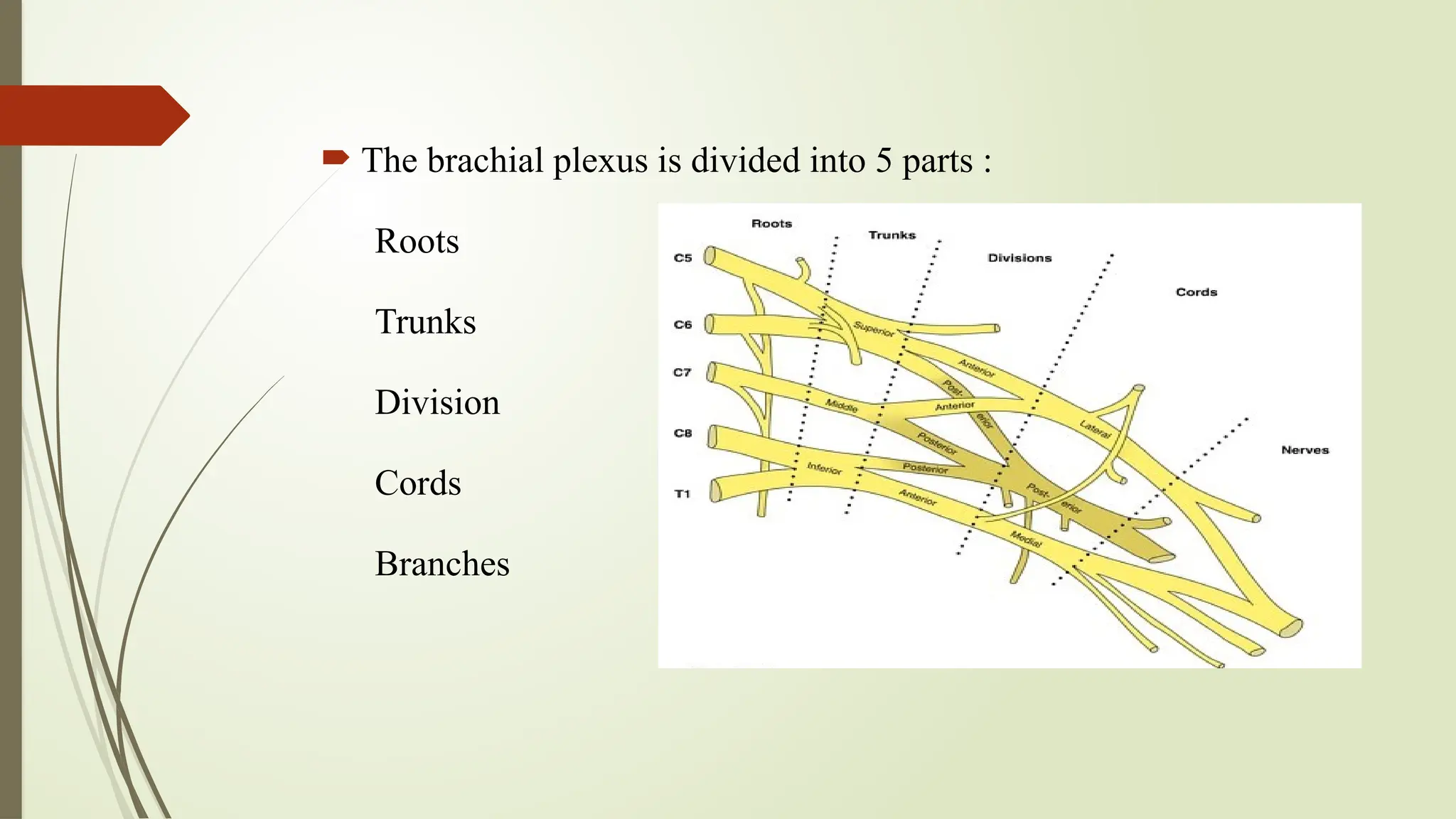 Anatomy of brachial plexus (basic anatomy) | PPTX
