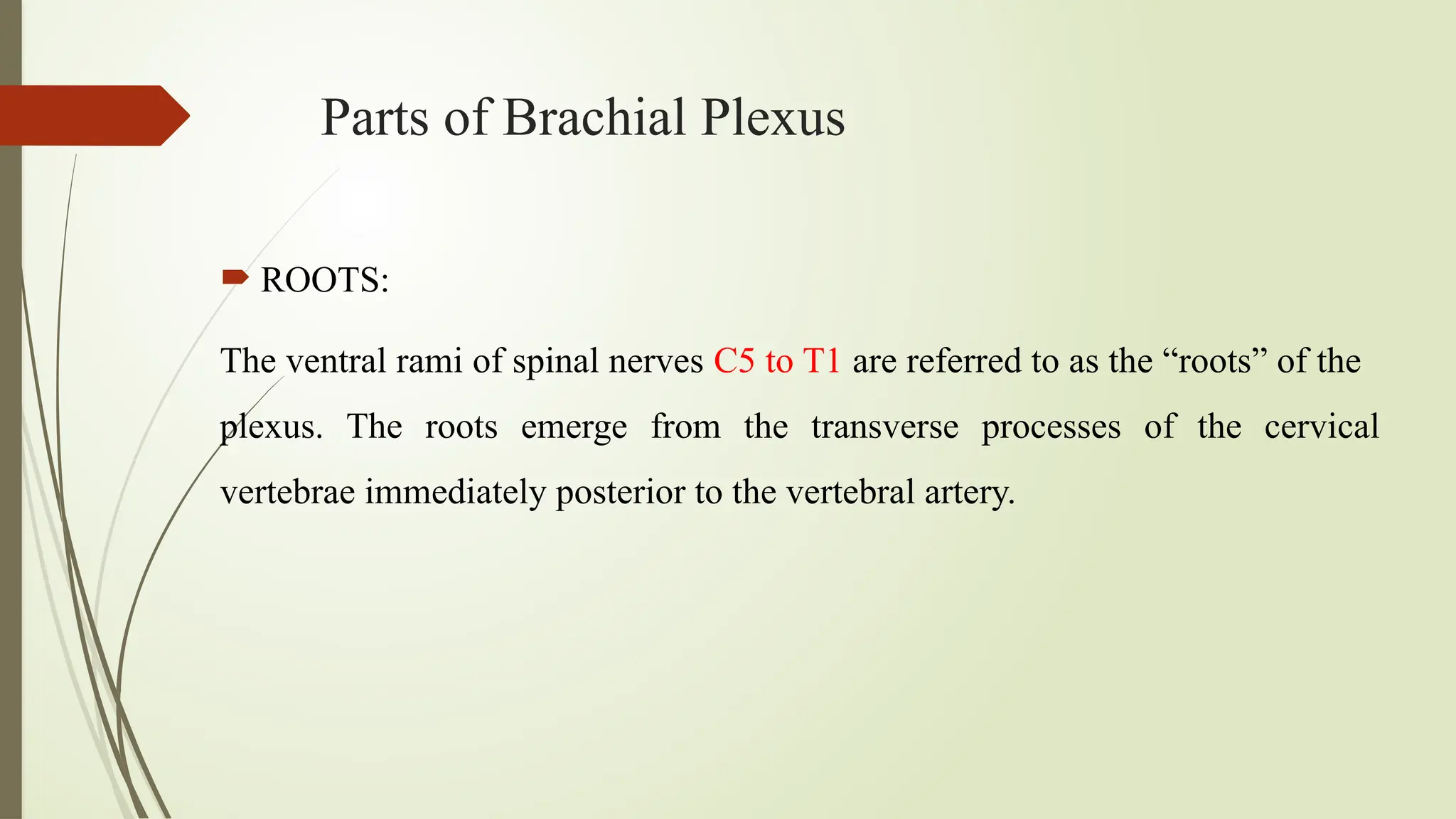 Anatomy of brachial plexus (basic anatomy) | PPTX
