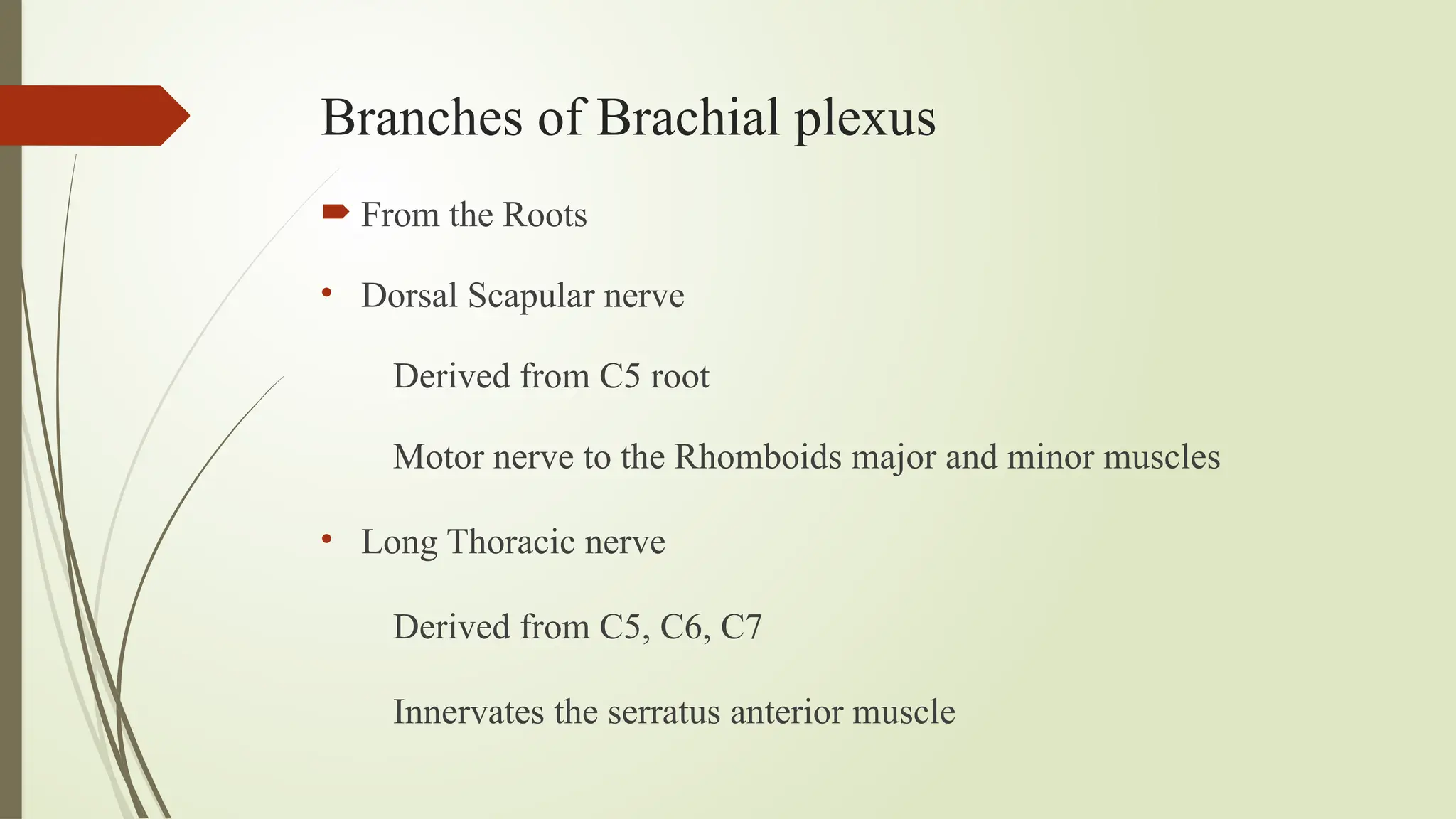 Anatomy of brachial plexus (basic anatomy) | PPTX