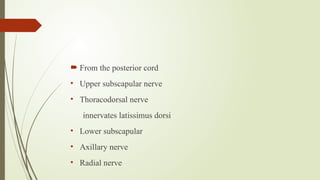 Anatomy of brachial plexus (basic anatomy) | PPTX