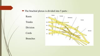 Anatomy of brachial plexus (basic anatomy) | PPTX