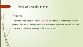Anatomy of brachial plexus (basic anatomy) | PPTX
