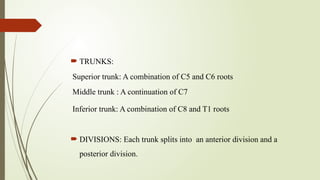 Anatomy of brachial plexus (basic anatomy) | PPTX