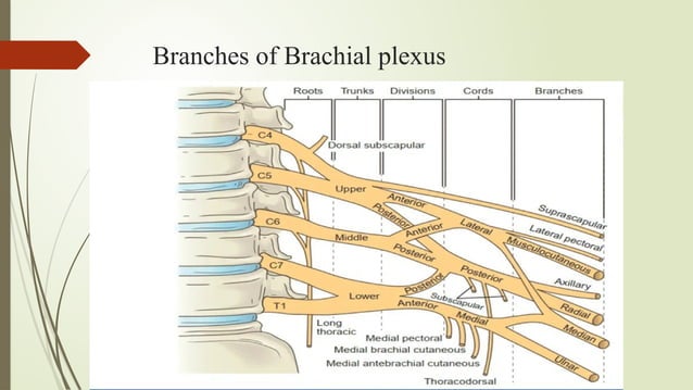 Anatomy of brachial plexus (basic anatomy) | PPTX
