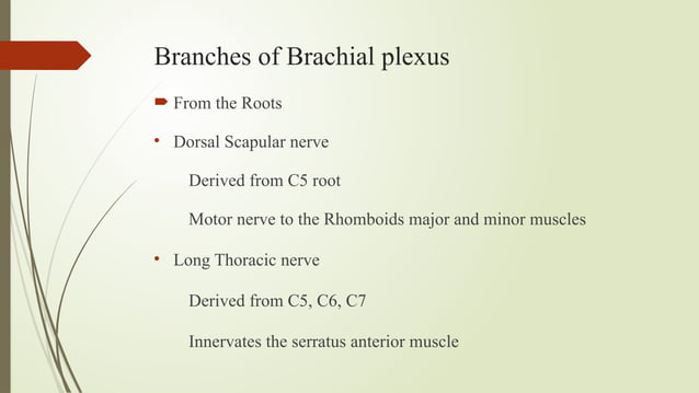 Anatomy of brachial plexus (basic anatomy) | PPTX