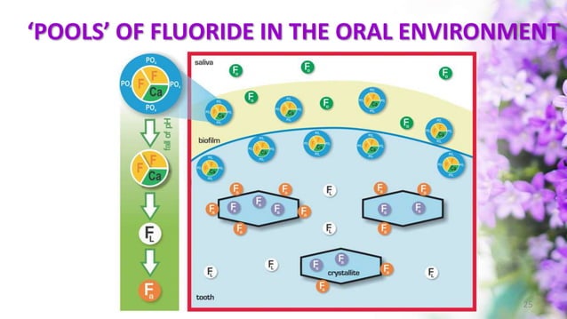 MECHANISM OF ACTION OF FLUORIDE | PPTX