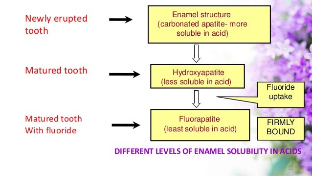MECHANISM OF ACTION OF FLUORIDE