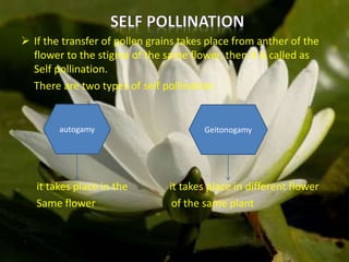 Pollination | PPT