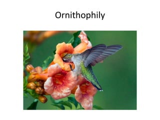 Pollination | PPTX