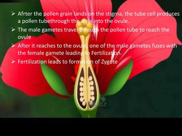 Pollination | PPT