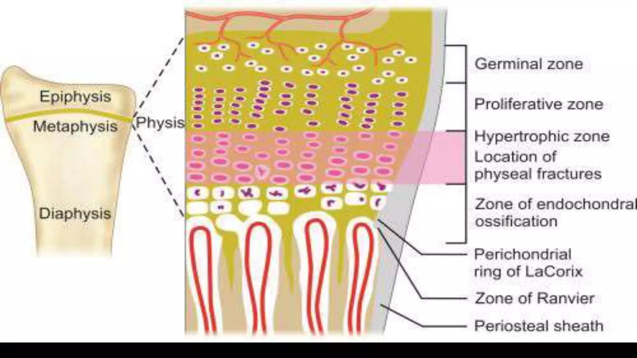 structure of physis | PPTX