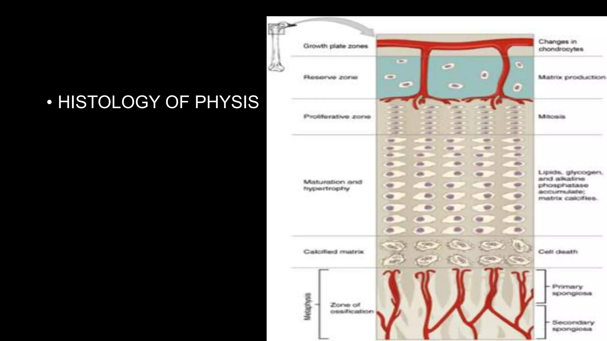 structure of physis | PPTX