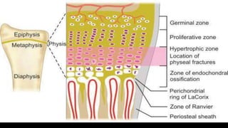 structure of physis | PPTX