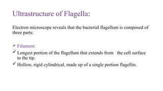 Pedagogypvk.pptx flagella types in bacteria | PPTX