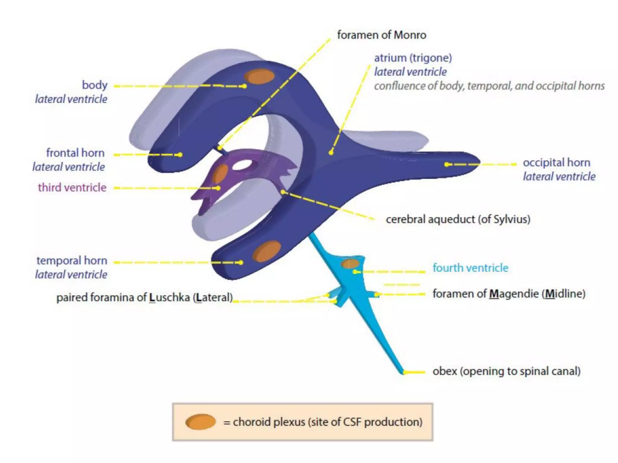 Pediatric Hydrocephalus | PDF