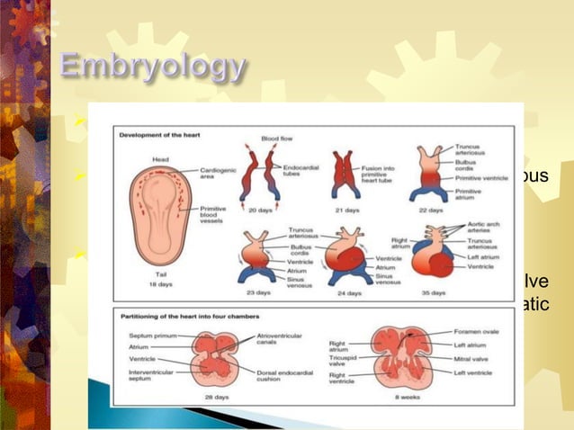 Pediatric cardiac-anomalies-part-3 | PPT