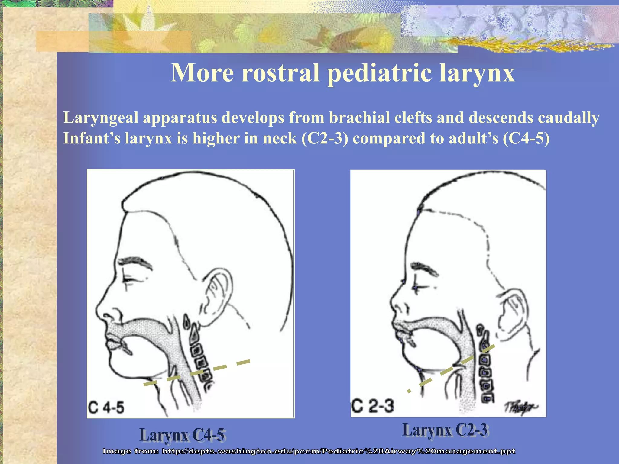 Pediatric Airway Anatomy Physiology and Management.ppt