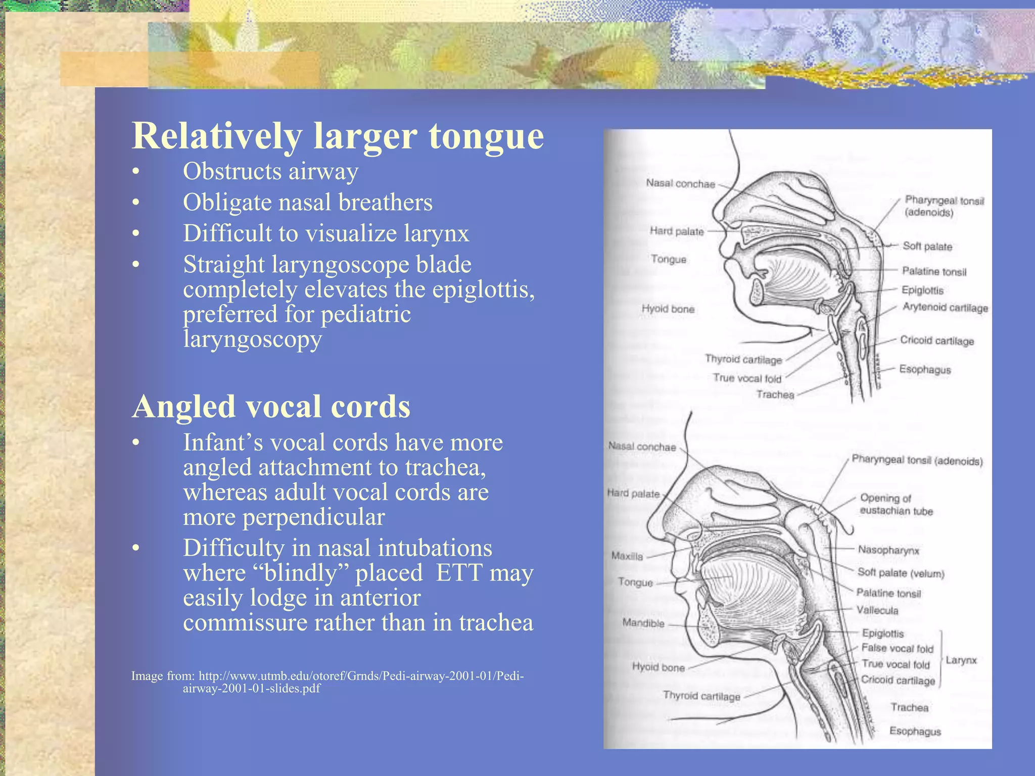 Pediatric Airway Anatomy Physiology and Management.ppt