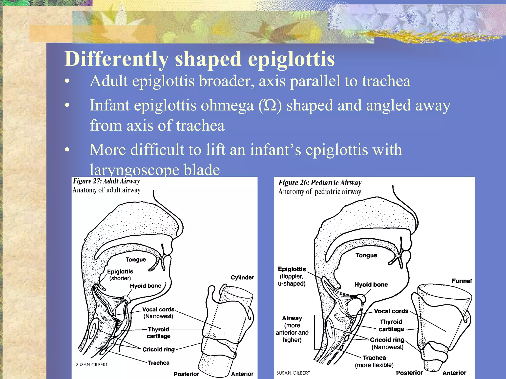 Pediatric Airway Anatomy Physiology and Management.ppt