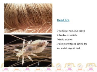 Pediatric Dermatology - Dr Maryam K Alnajem | PPTX