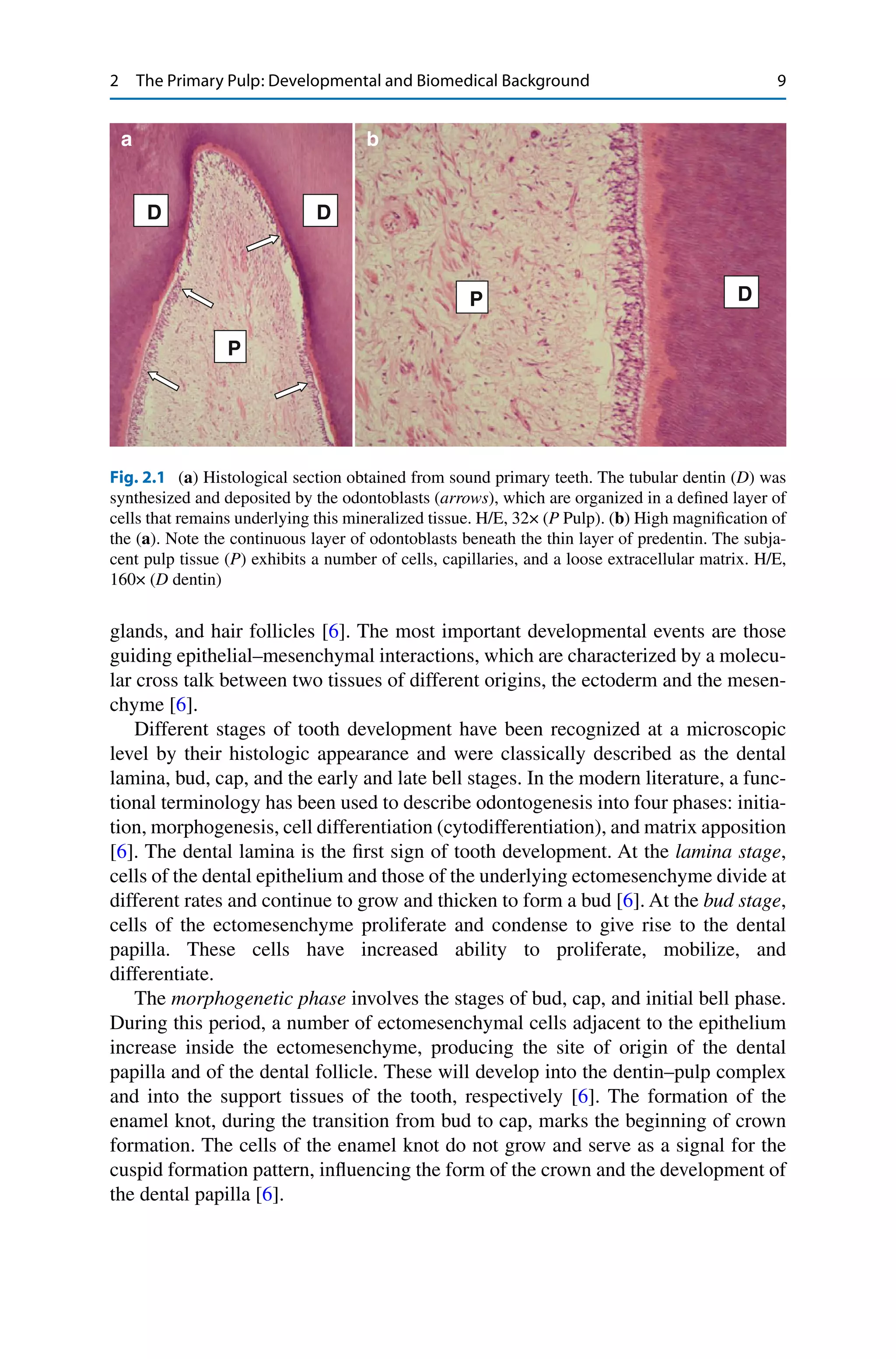 Pediatric Endodontics_ Current Concepts in Pulp Therapy for Primary and ...