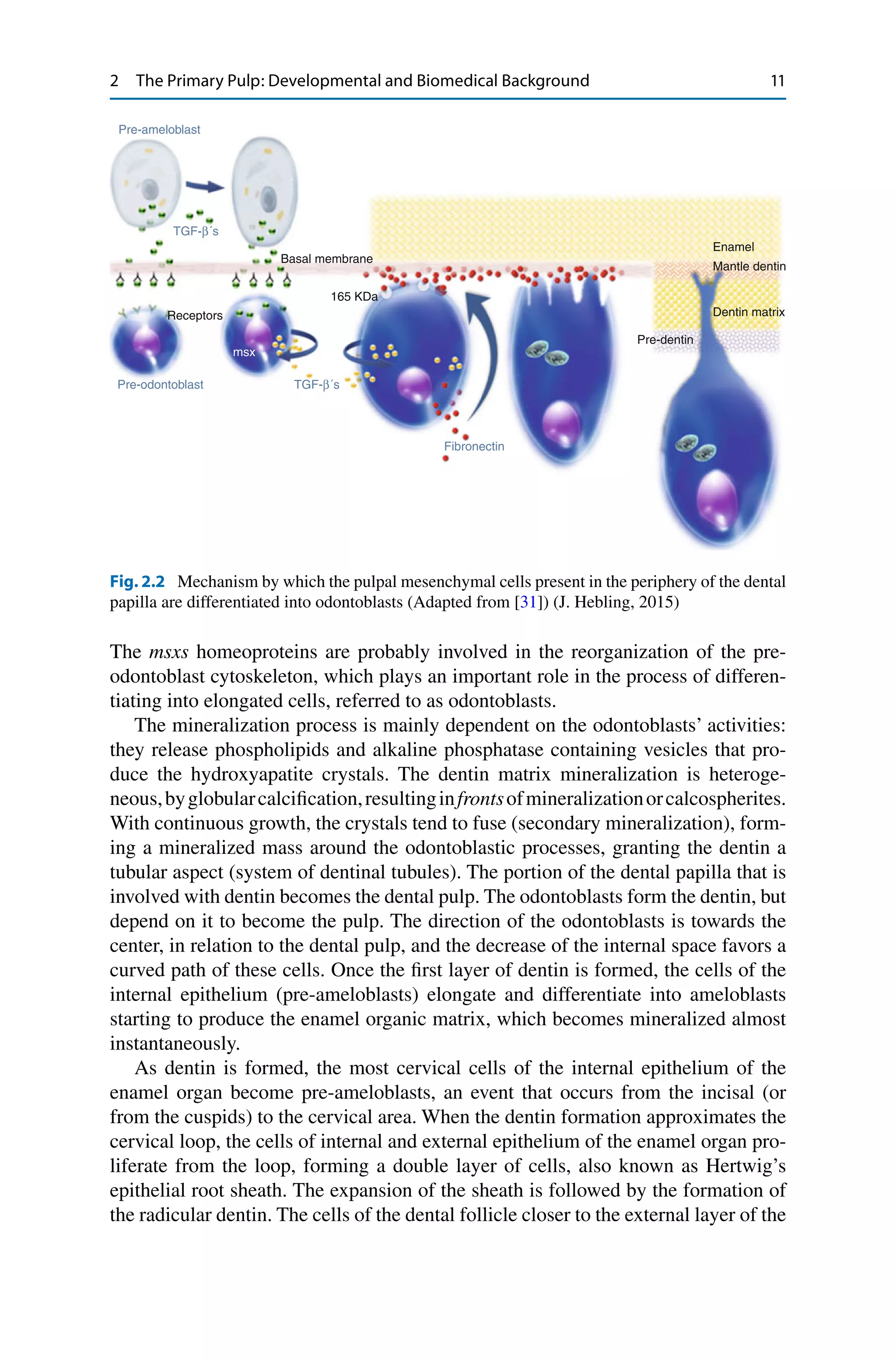 Pediatric Endodontics_ Current Concepts in Pulp Therapy for Primary and ...