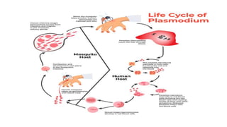 Pediatric malaria.pptx