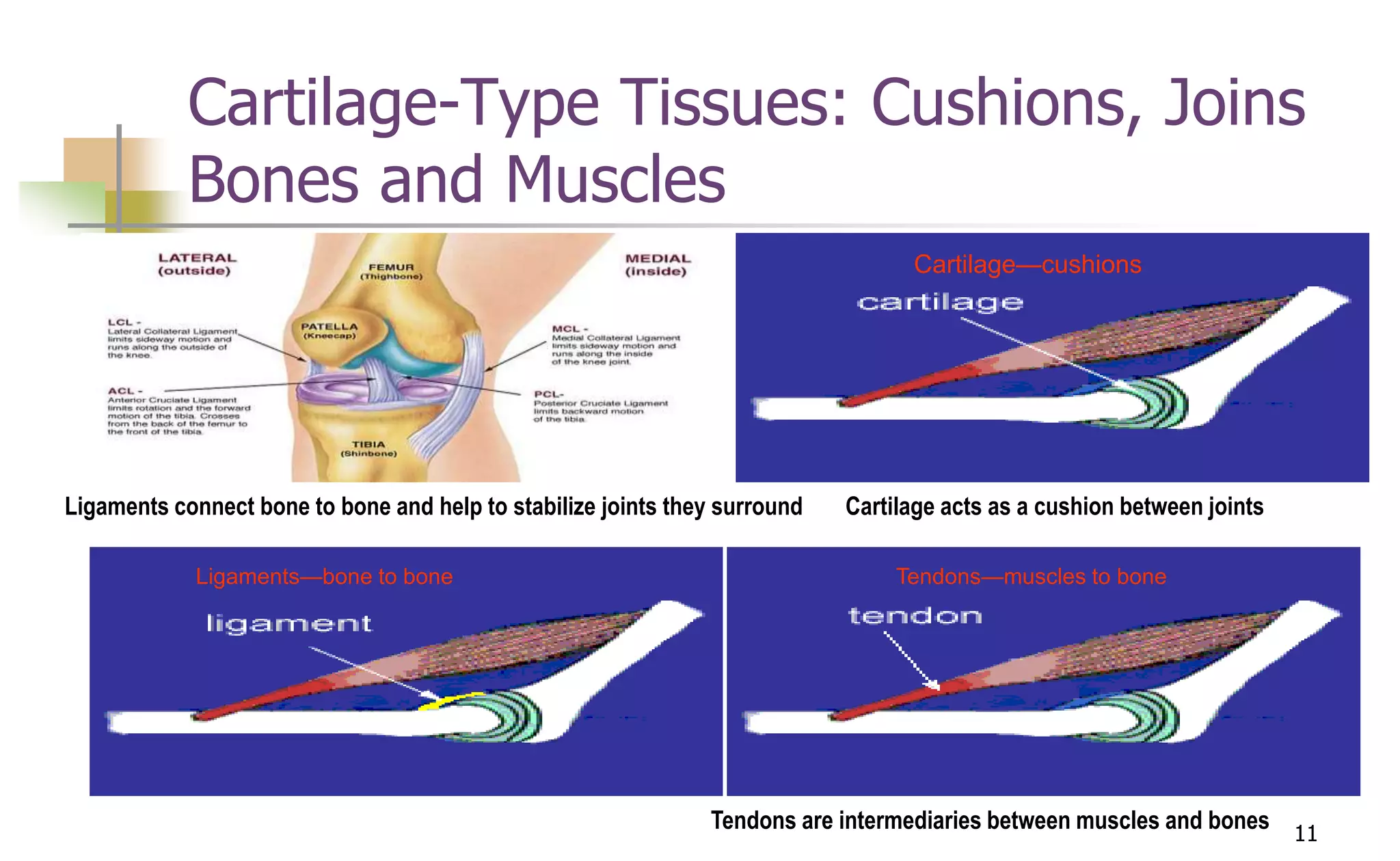 Pediatric musculoskeletal nurs 3340 fall 2017 | PPT