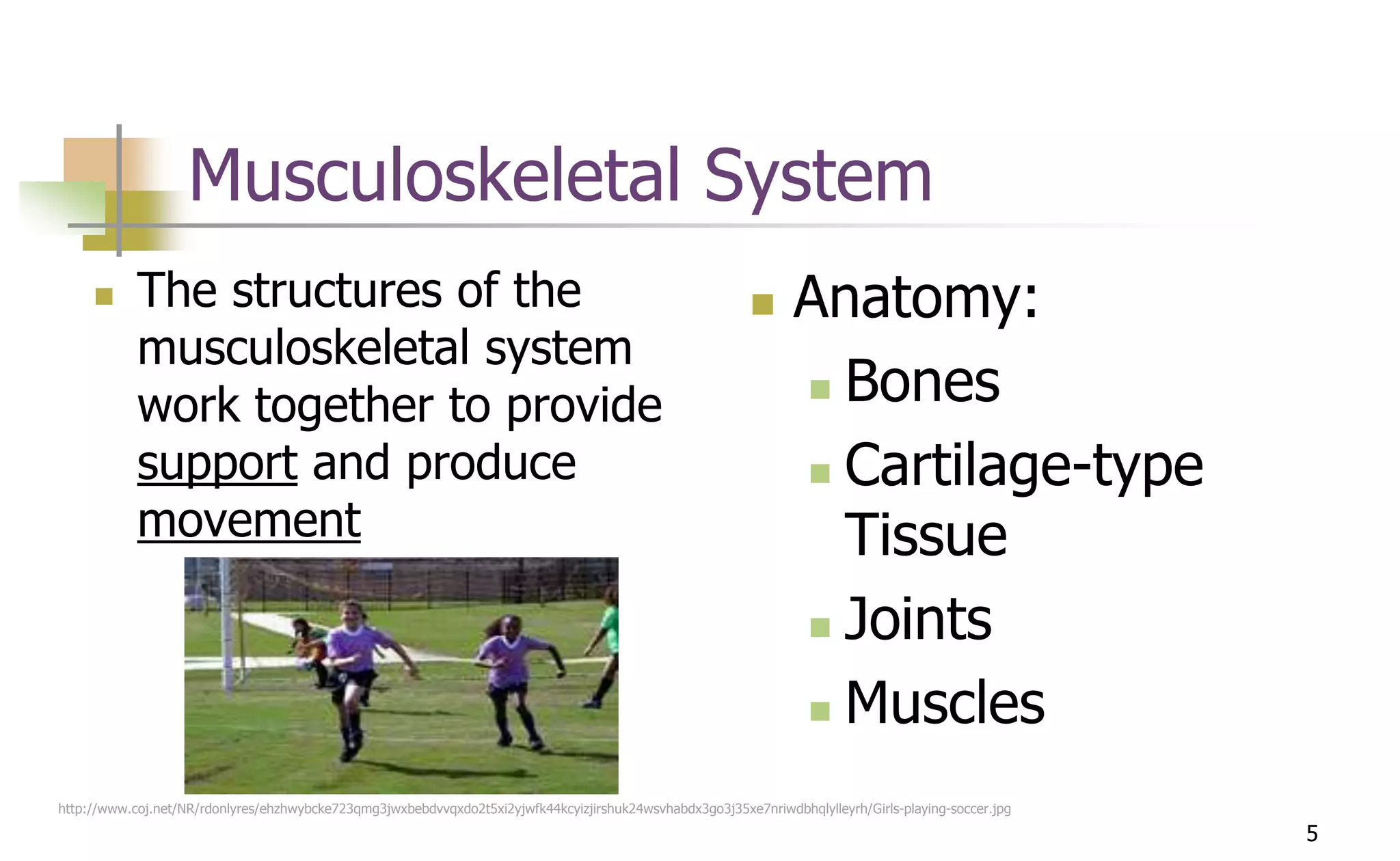 Pediatric musculoskeletal nurs 3340 fall 2017 | PPTX