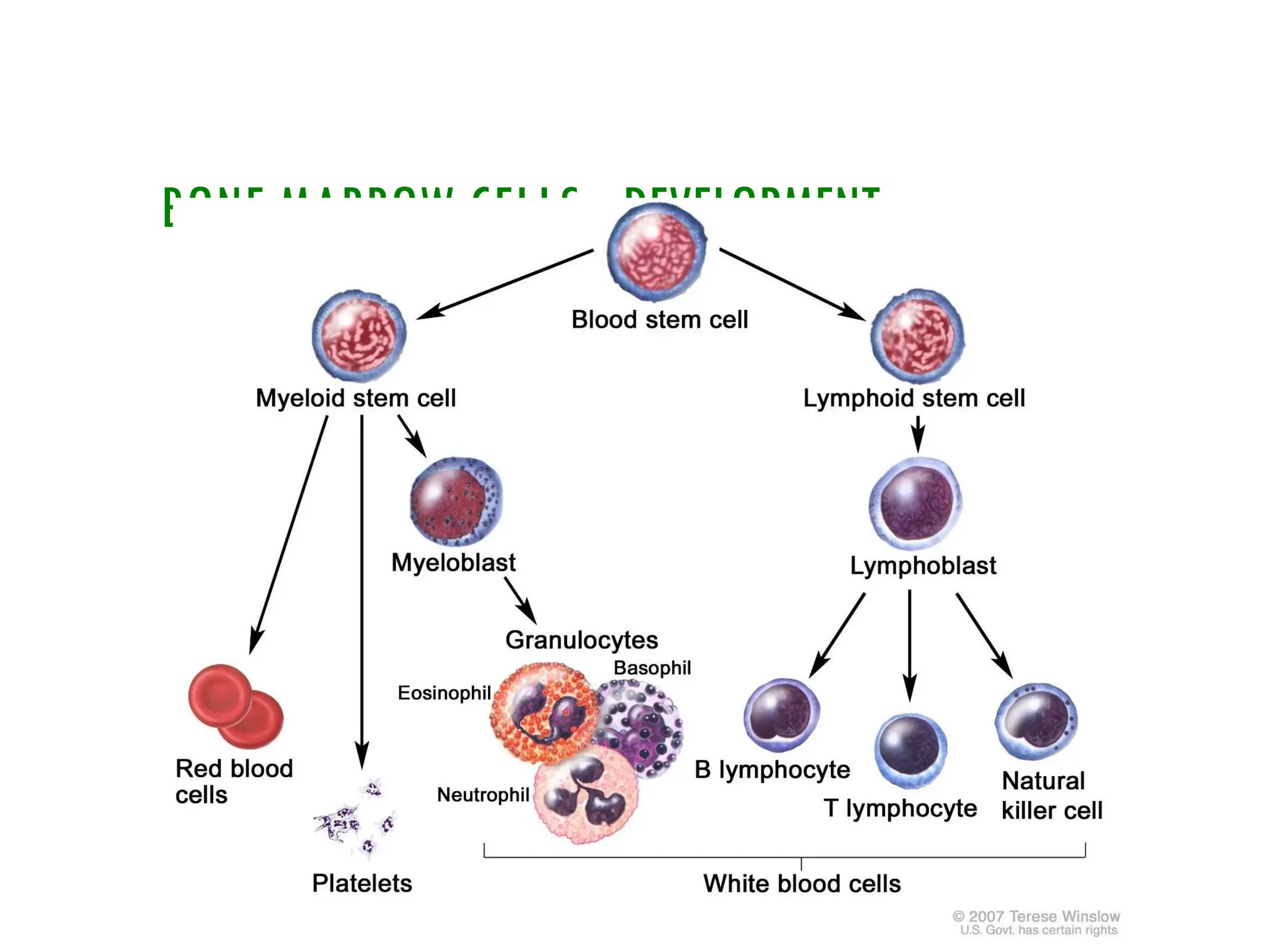 pediatric neoplastic disorders-ALL,AML,LYMPHOMAS | PPTX