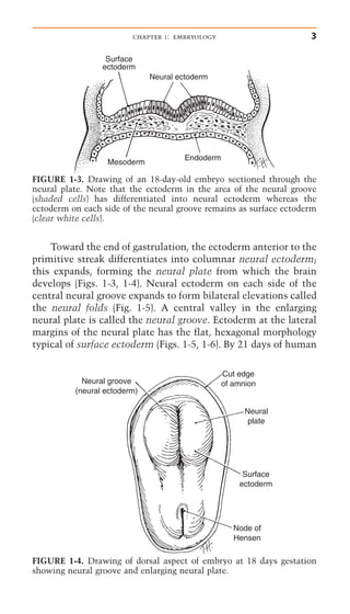 Pediatric Neuro-Ophthalmology.pdf