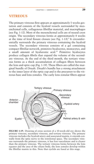Pediatric Neuro-Ophthalmology.pdf