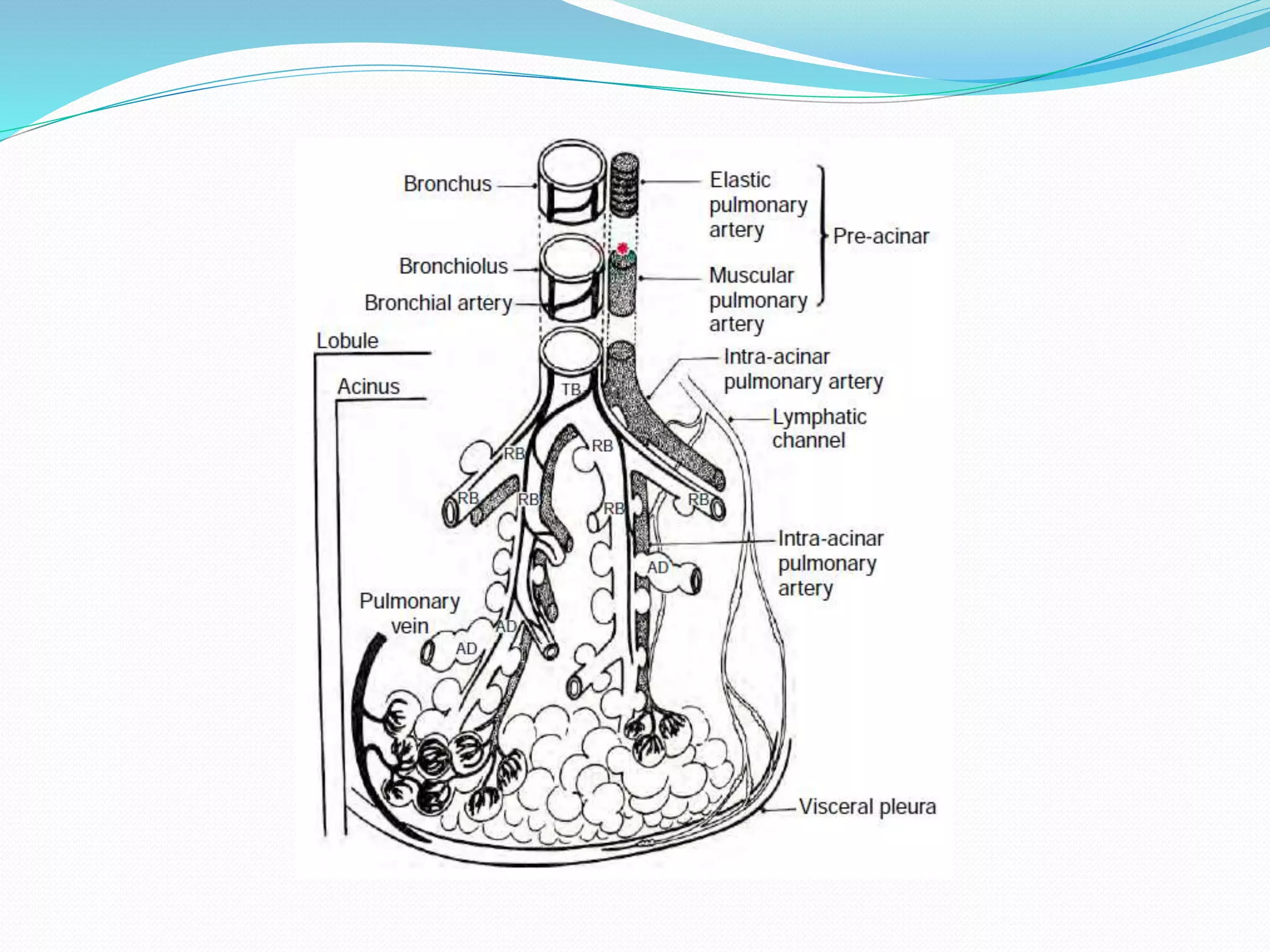 Pediatric pulmonary hypertension | PPTX