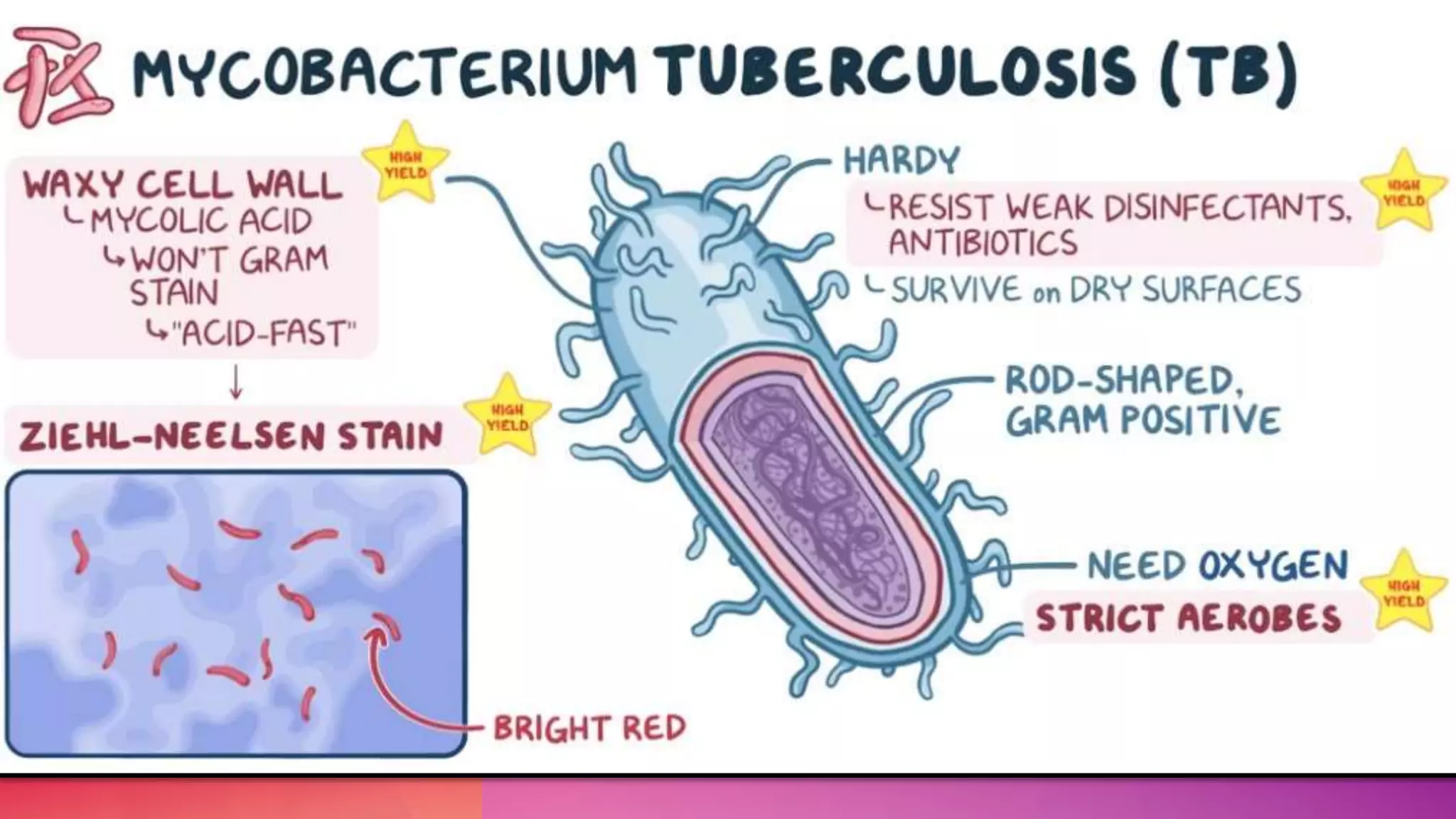 Pediatric Pulmonary Tuberculosis | PPTX