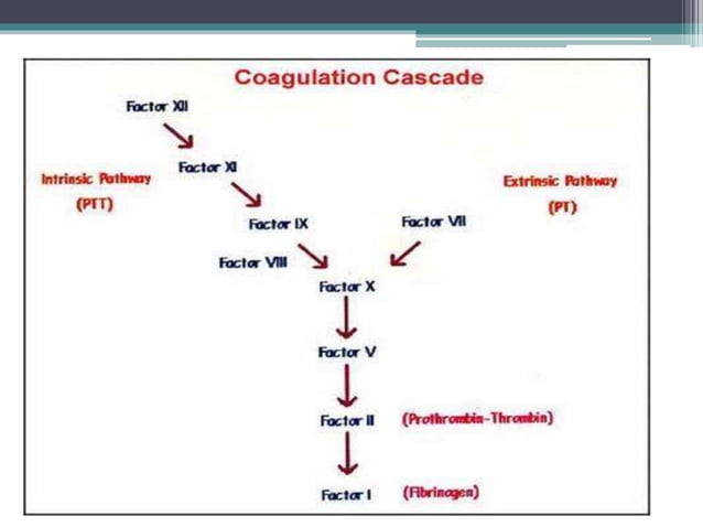 Bleeding neonate / child | PPTX | Blood Disorders | Diseases and Conditions