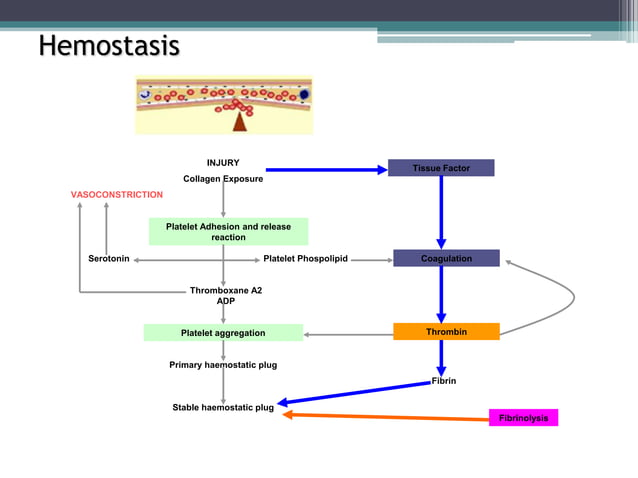 Bleeding neonate / child | PPTX | Blood Disorders | Diseases and Conditions