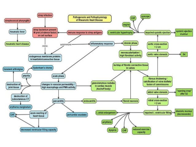 Pathophysiology Of Rheumatic Fever