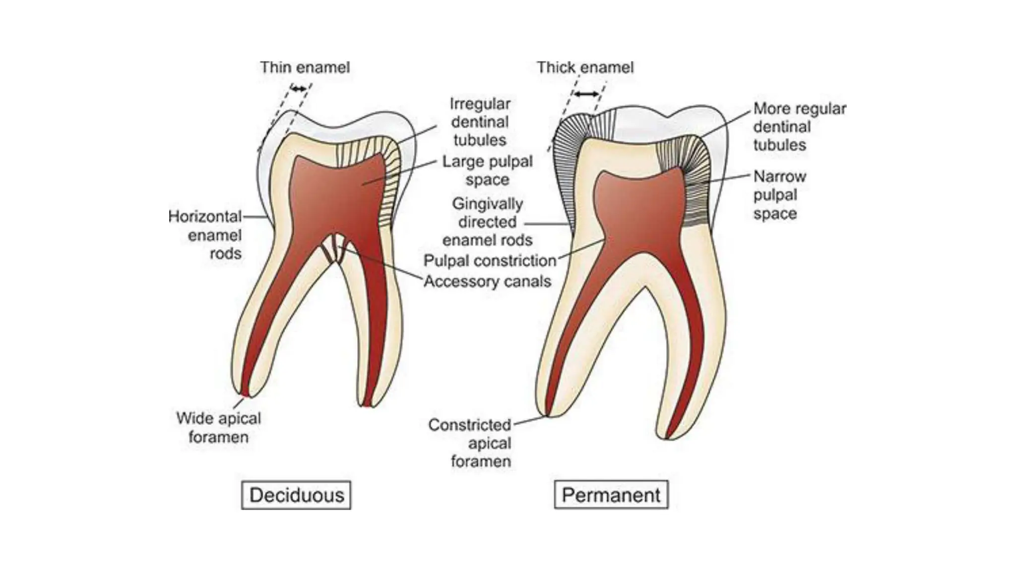 pediatrics dentistry.pptx(It is about pulp canal morphology of ...