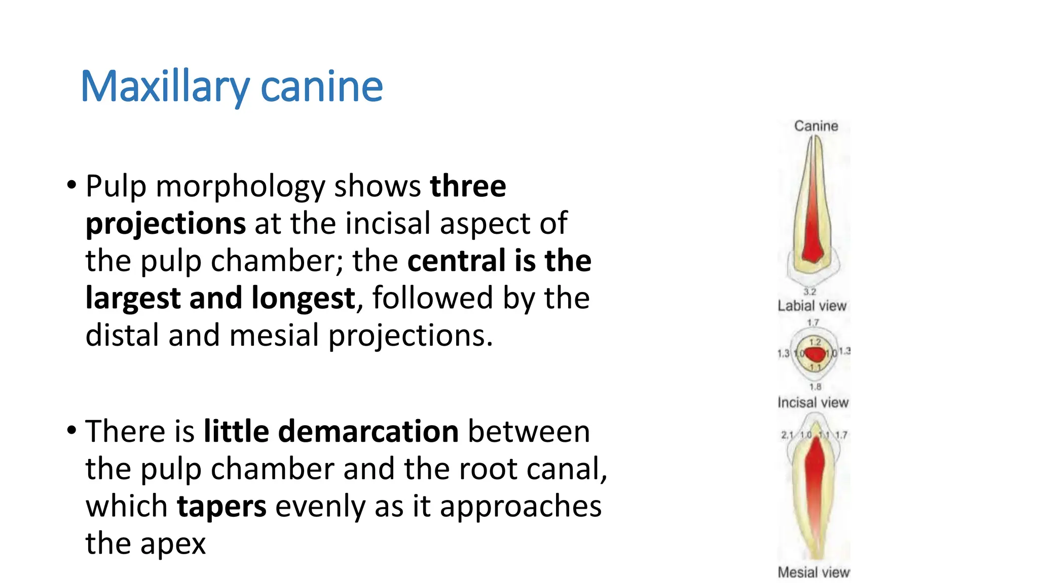 pediatrics dentistry.pptx(It is about pulp canal morphology of ...