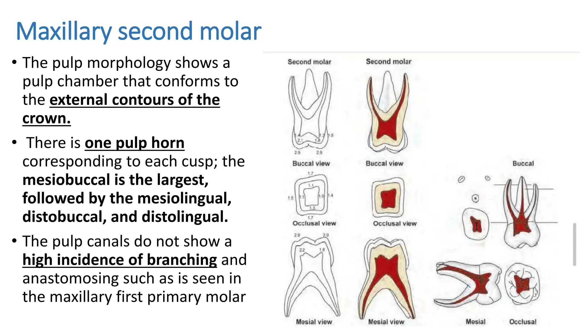 pediatrics dentistry.pptx(It is about pulp canal morphology of ...